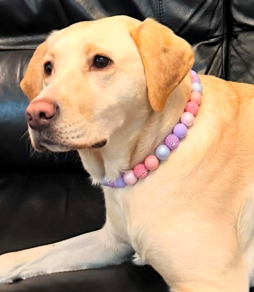 Unique Beaded Dog Collars and Harnesses, Leads and Collars